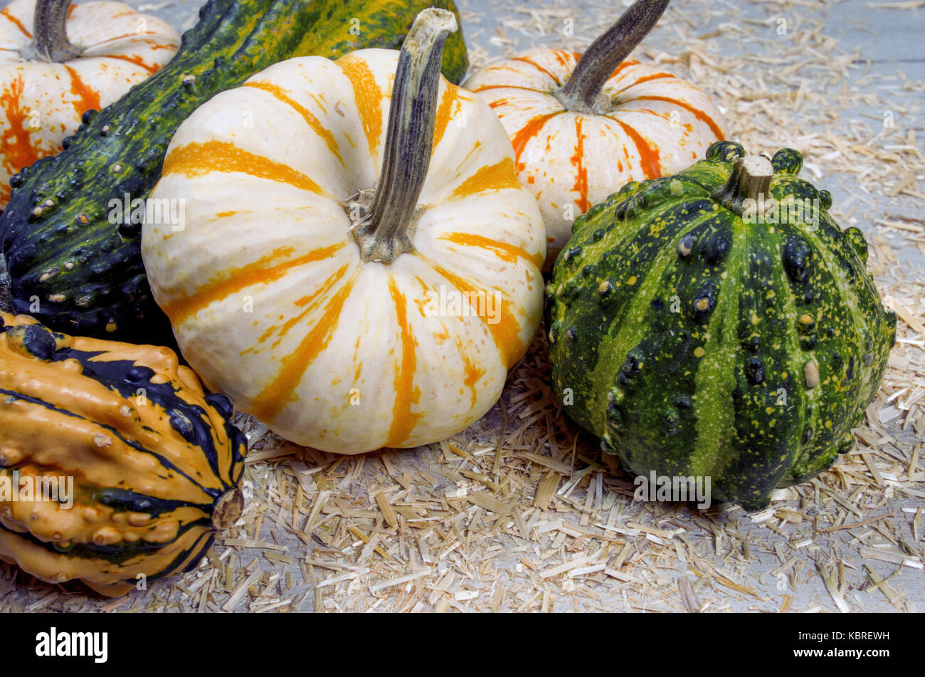 Bumpy gourds hi-res stock photography and images - Alamy