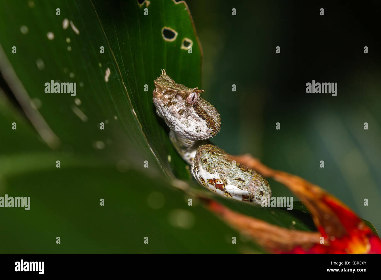 Snake wrapped around flower hi-res stock photography and images - Alamy