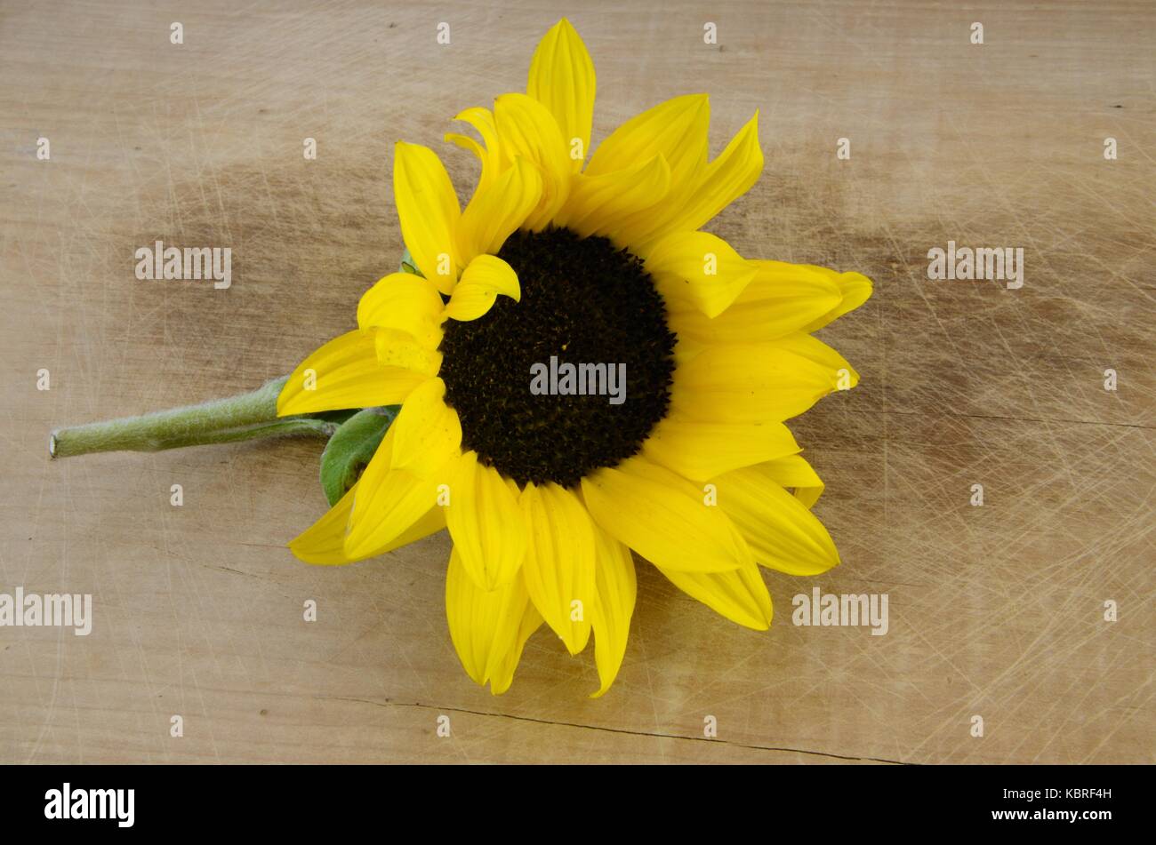 Cut sunflower on wooden background Stock Photo - Alamy