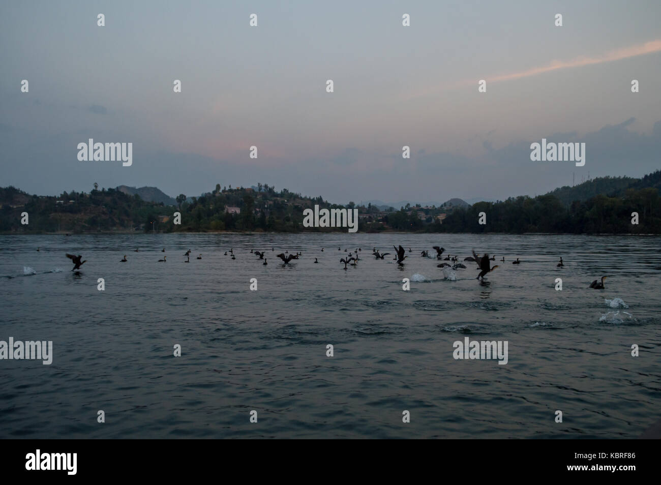 Birds Taking off the Water, Lake Kivu, Kibuye, Rwanda Stock Photo - Alamy