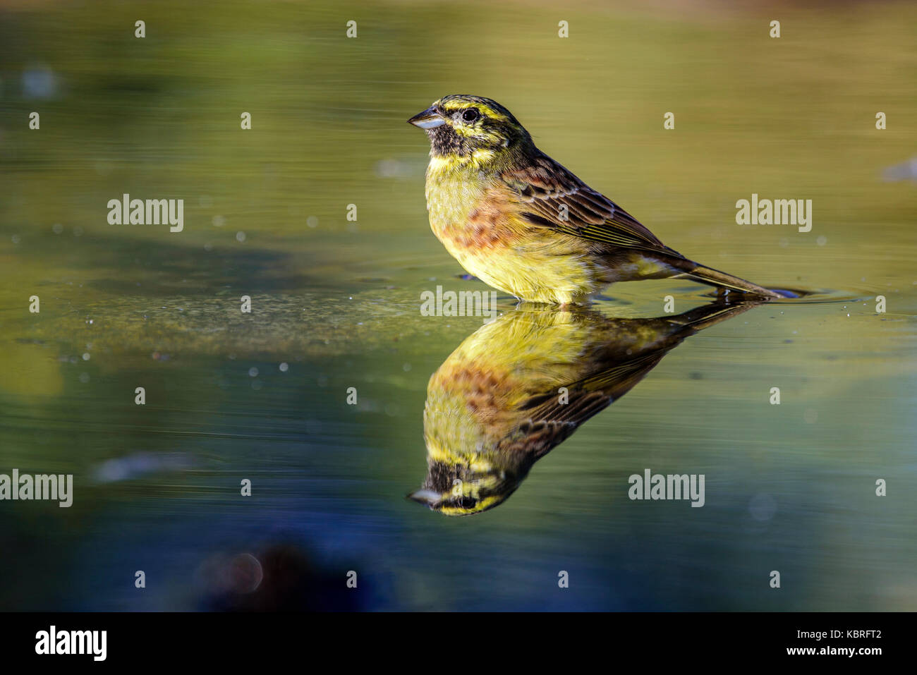 Study birdwatching hi-res stock photography and images - Alamy