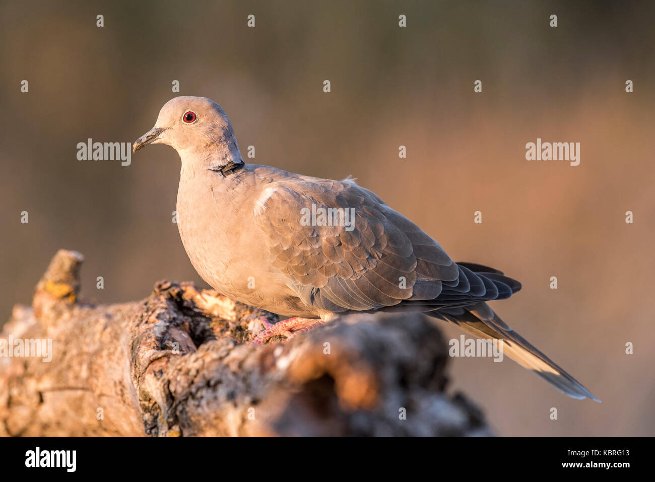 Black bird white collar hi-res stock photography and images - Alamy
