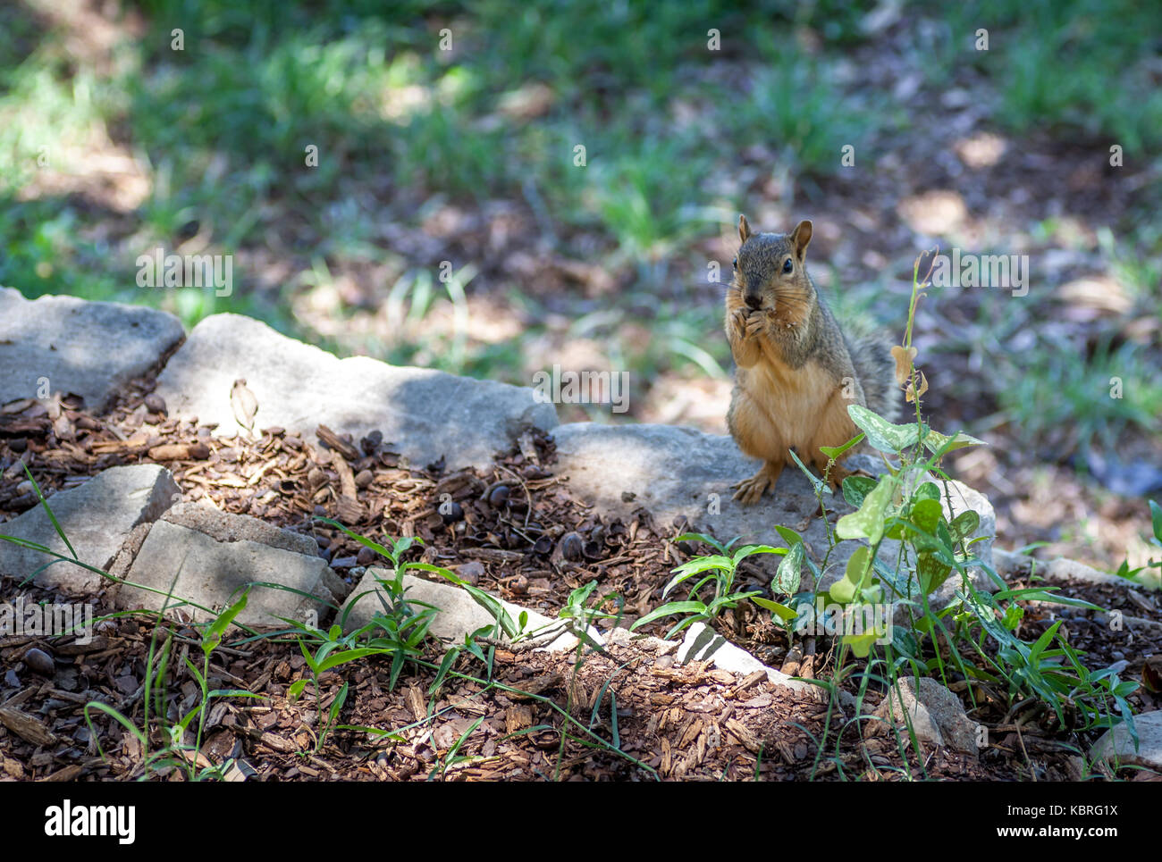 Squirrel Standing on Ledge Eating Stock Photo - Alamy