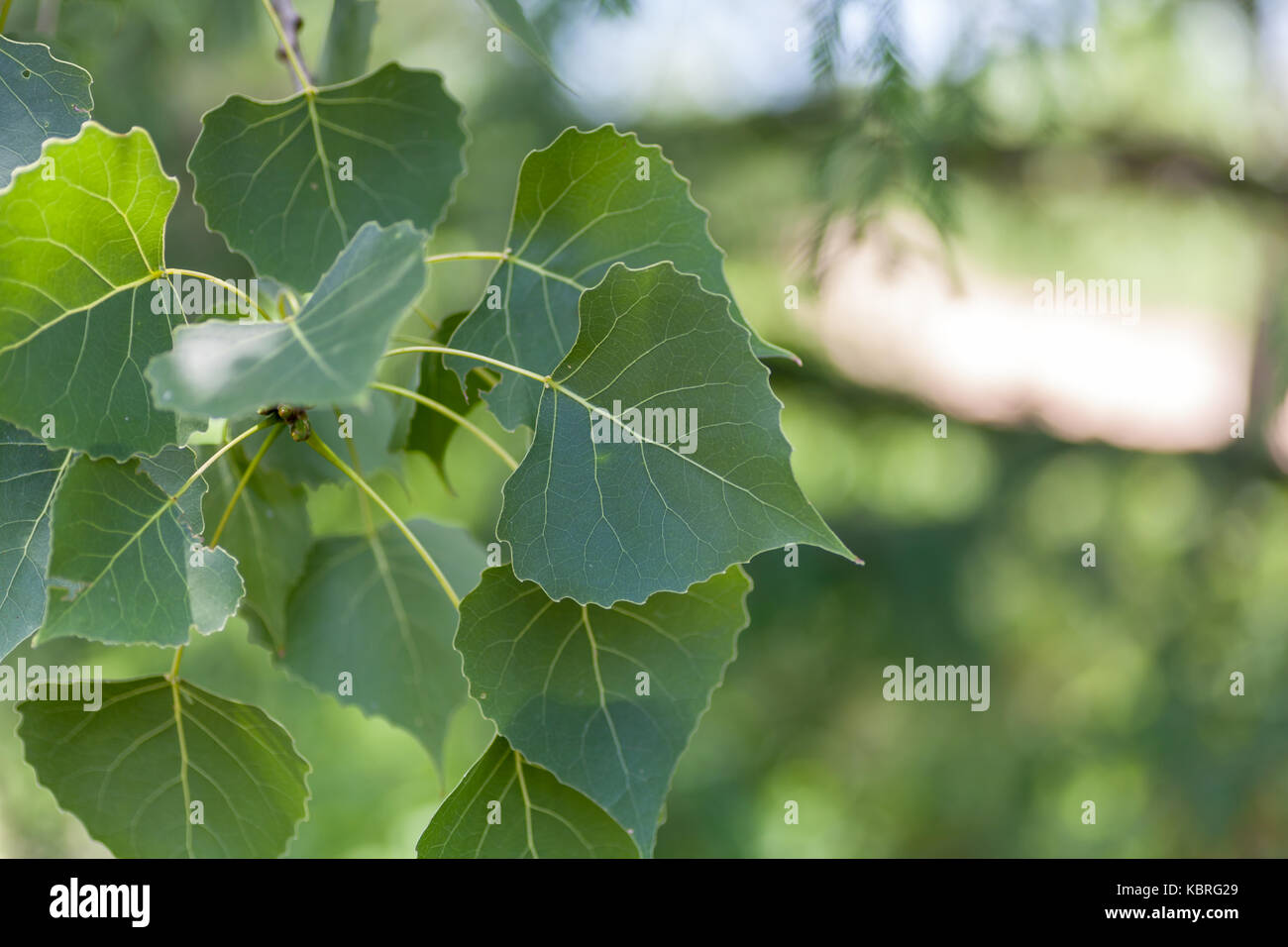 Close up of a Bunch of Green Leaf at Daytime Stock Photo - Alamy