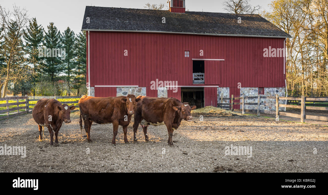 Cows and red barn hi-res stock photography and images - Alamy