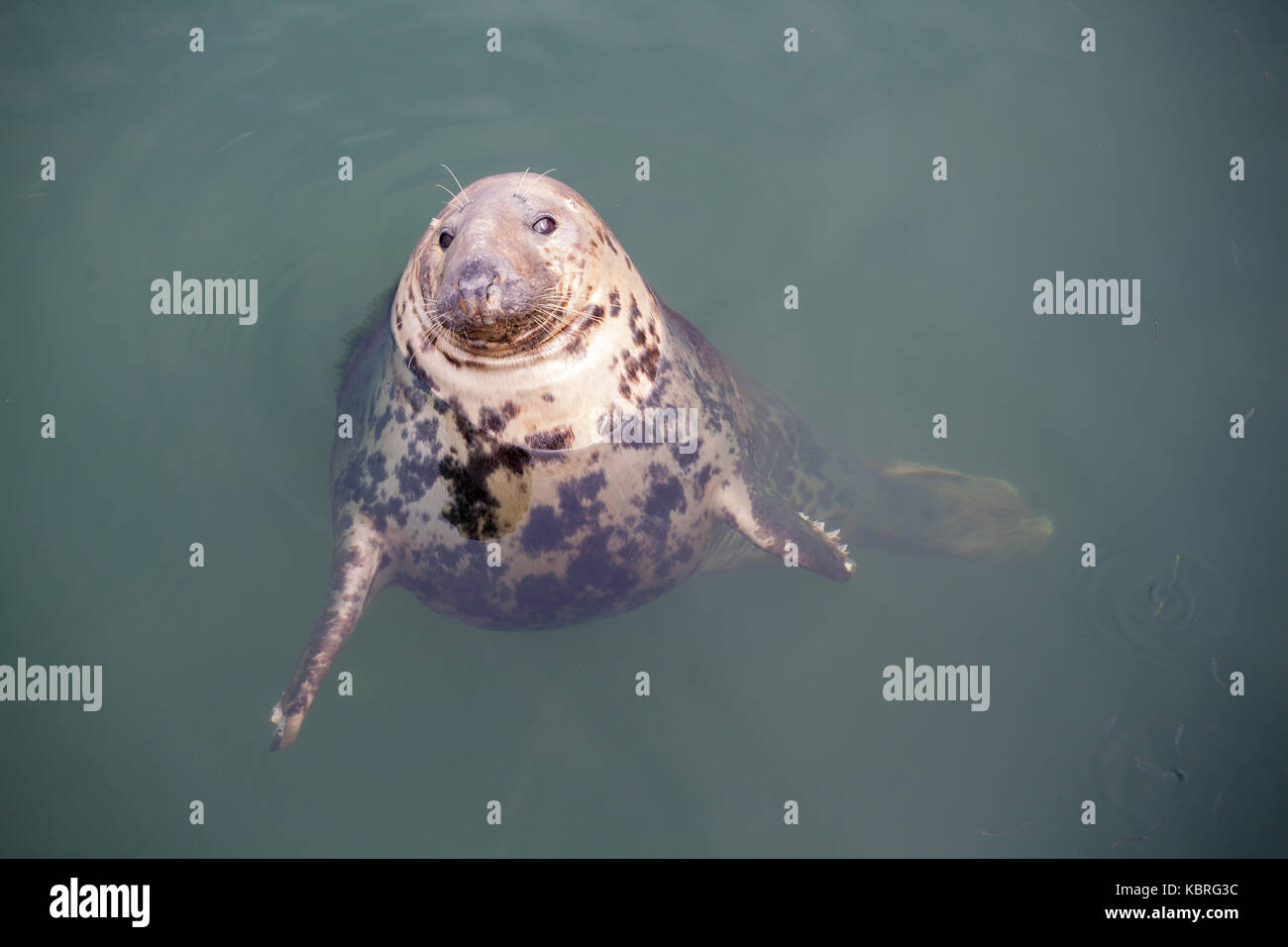 Seal Floating on Water with Head sticking out Stock Photo - Alamy