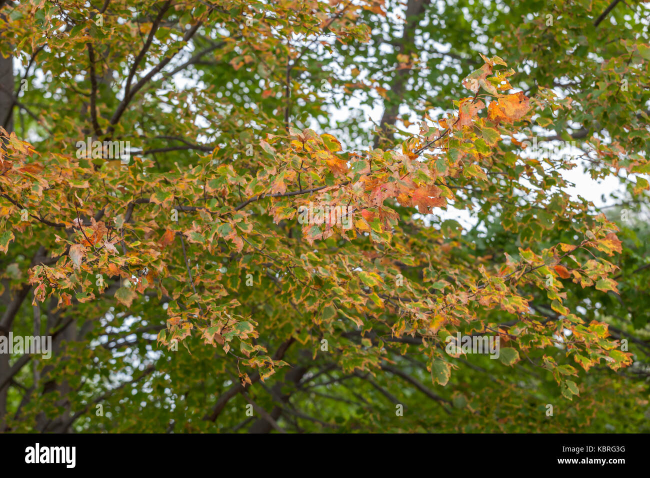Fall Color Leafs On Tree with Clear Skies Behind the Tree Stock Photo ...