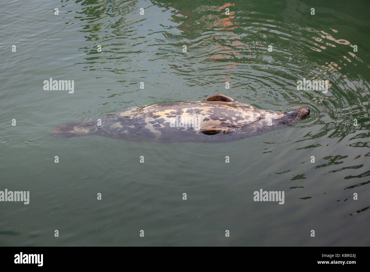 Seal Laying on His Back on the Water Stock Photo - Alamy