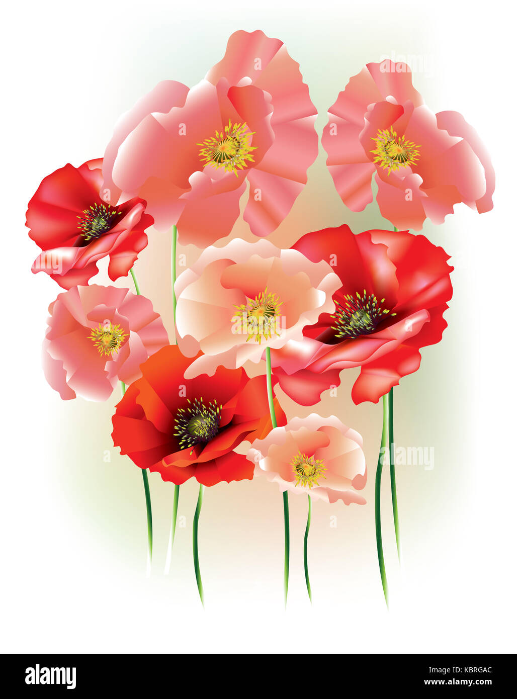 Beautiful poppies with buds on light background Stock Photo - Alamy