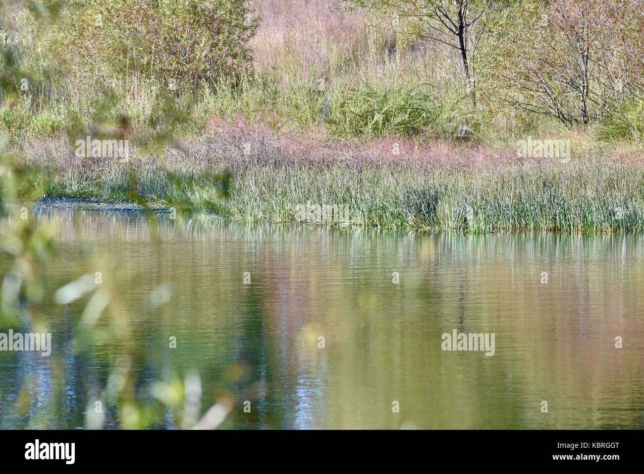 Aquatic shoreline hi-res stock photography and images - Alamy