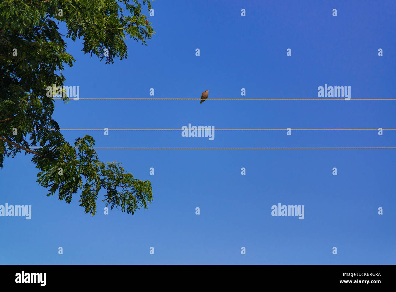 Pigeon perched on electric cable wires with blue sky background Stock ...