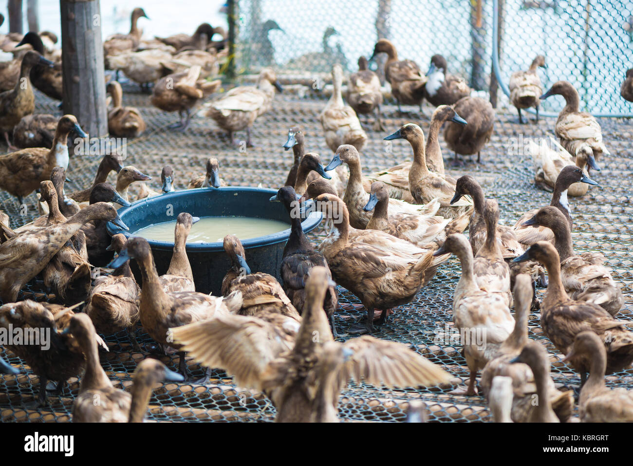 Duck eating food in farm, traditional farming in Thailand Stock Photo ...