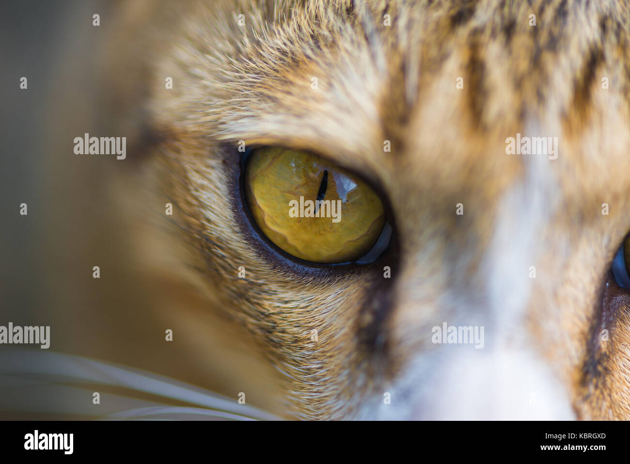 Closeup of cat eyes, cat face and look at the camera. macro, shallow ...