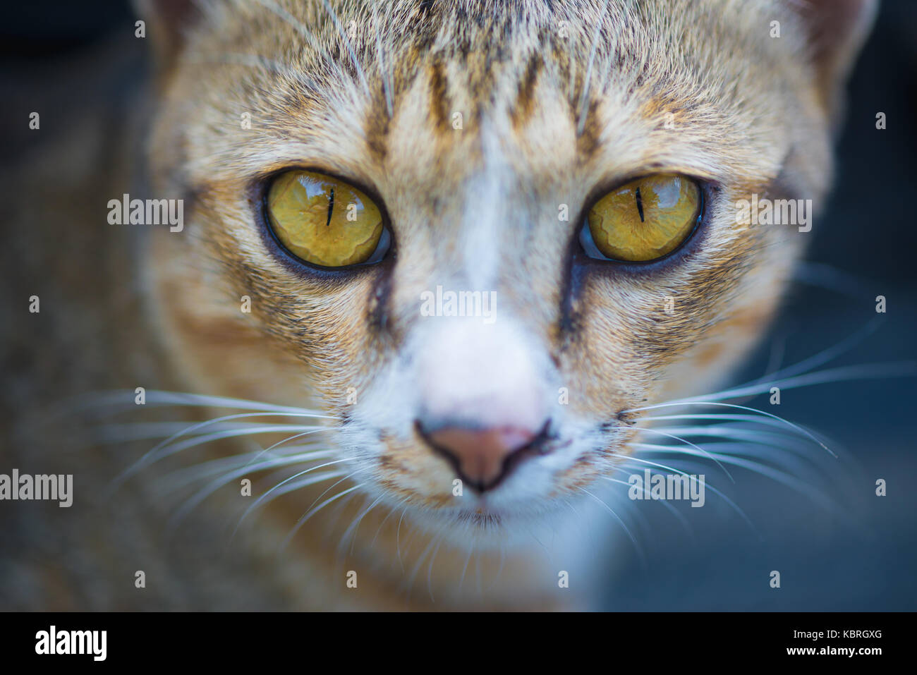 Closeup of cat eyes, cat face and look at the camera. macro, shallow ...