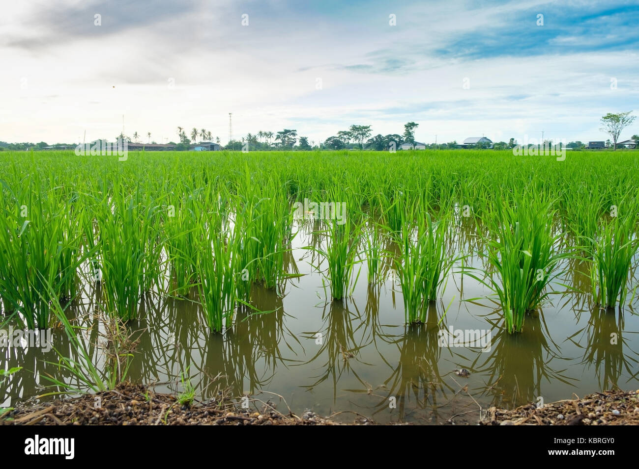 Rice Sprout in Rice field.Rice seedlings green background. agriculture ...
