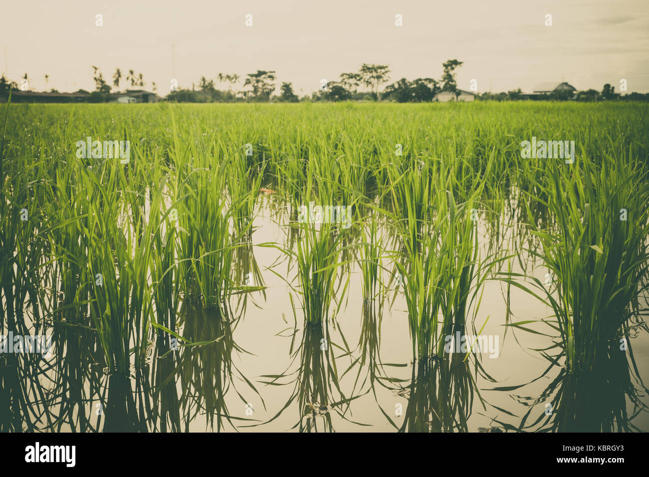 Rice Sprout in Rice field.Rice seedlings green background. agriculture ...