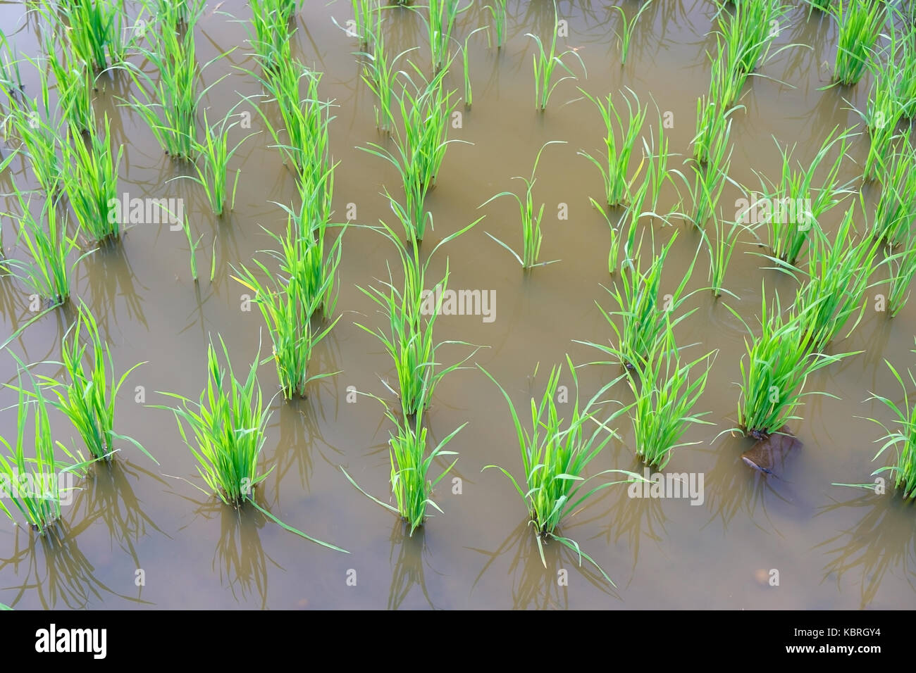 Rice Sprout in Rice field.Rice seedlings green background. agriculture ...