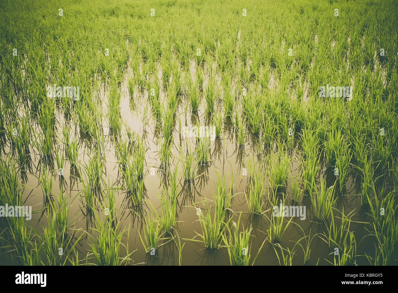 Rice Sprout in Rice field.Rice seedlings green background. agriculture ...
