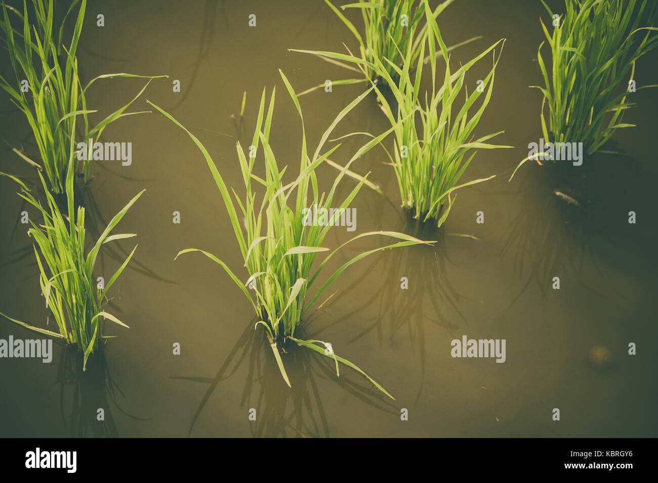 Rice Sprout in Rice field.Rice seedlings green background. agriculture ...