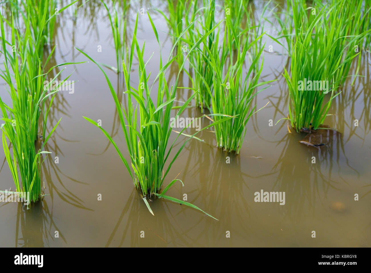 Rice Sprout in Rice field.Rice seedlings green background. agriculture ...