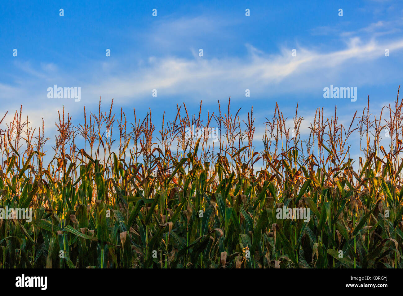 Corn stalks in front of a blue sky in autumn Stock Photo - Alamy