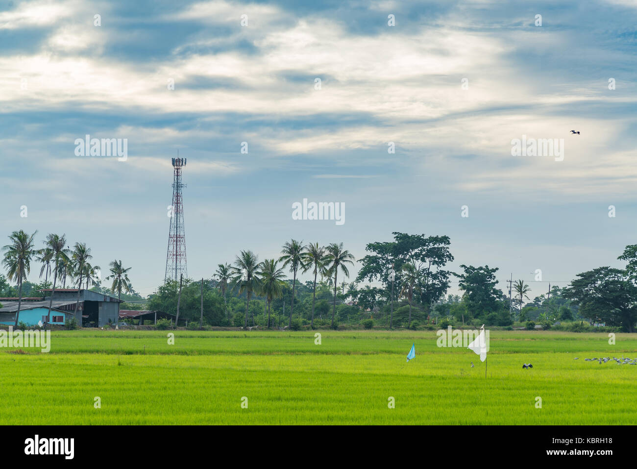Telecommunication tower with rice paddy field. technology and ...
