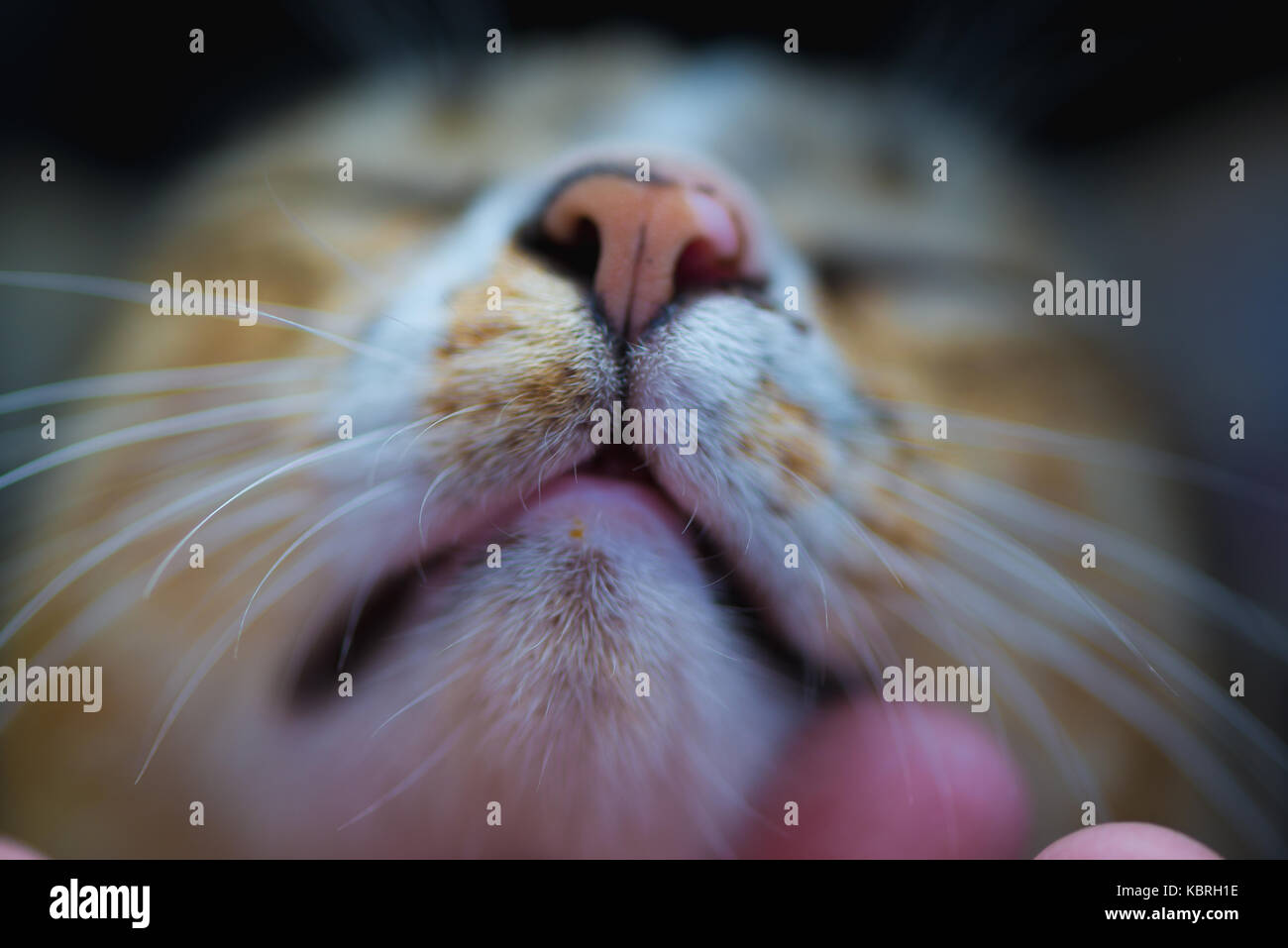 Closeup of human hand touch the cat face and the cat close eye. shallow ...