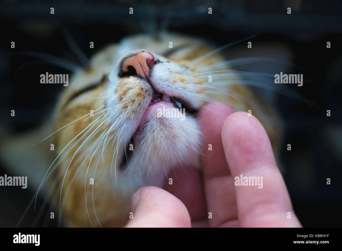 Closeup of human hand touch the cat face and the cat close eye. shallow ...
