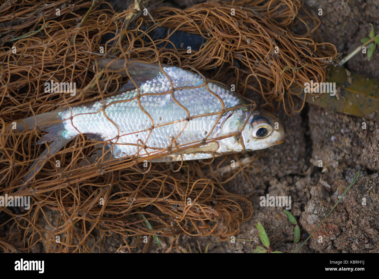 Fish in fishing net on the ground. animal Stock Photo - Alamy