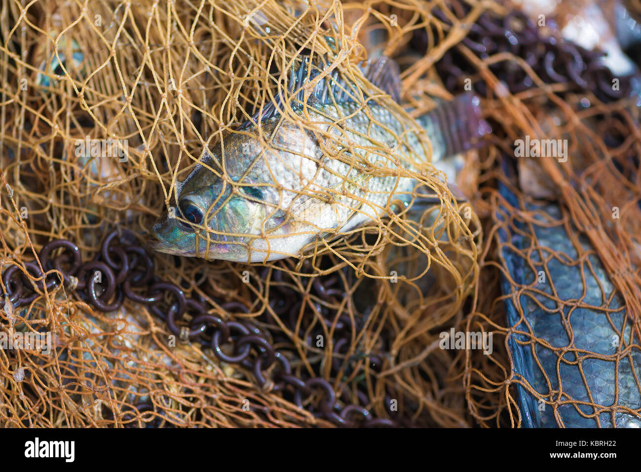 Fish in fishing net on the ground. animal Stock Photo - Alamy