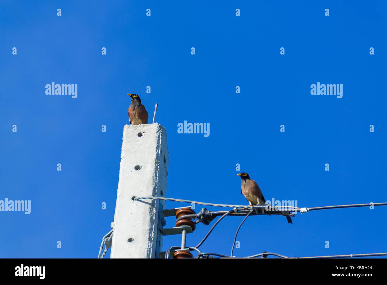 Bird perched on electric cable wires with blue sky background Stock ...