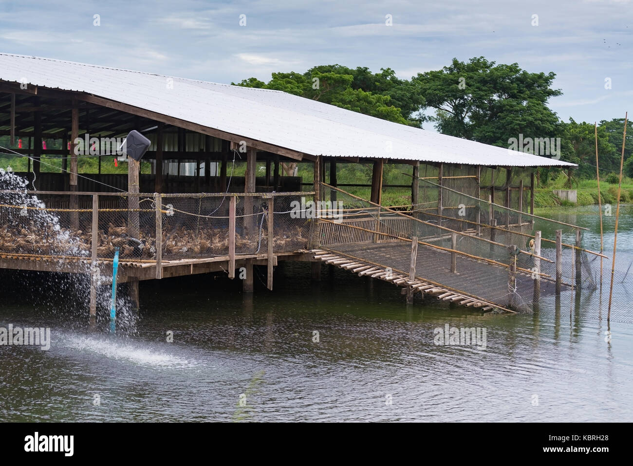 Duck eating food in farm, traditional farming in Thailand Stock Photo ...