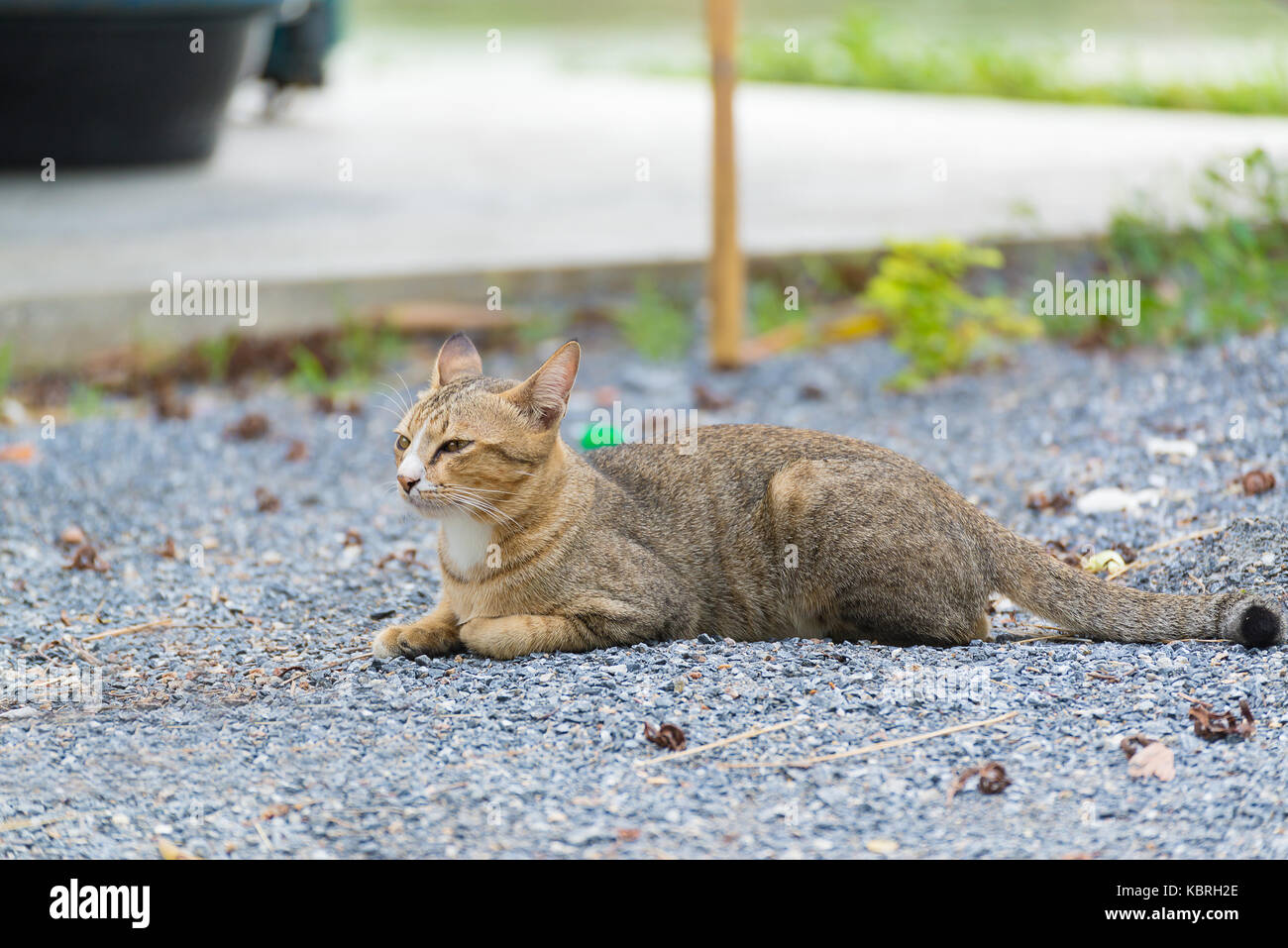 Cute cat lying on the ground outdoor. animal concept Stock Photo - Alamy