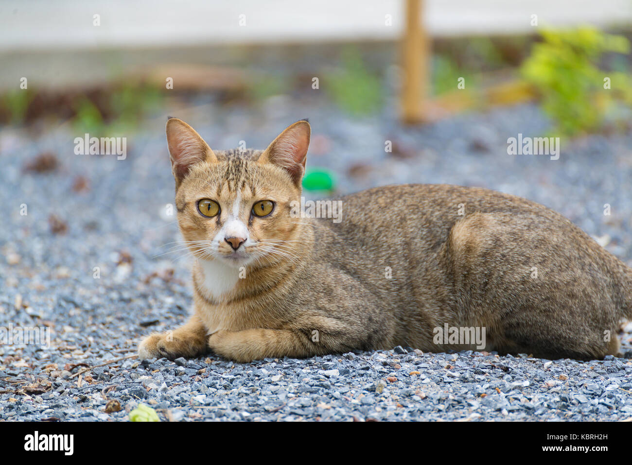 Cute cat lying on the ground outdoor. animal concept Stock Photo - Alamy