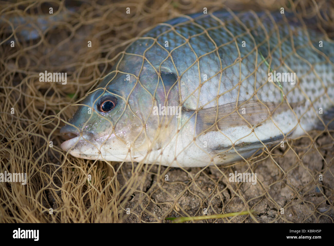 Fish in fishing net on the ground. animal Stock Photo - Alamy