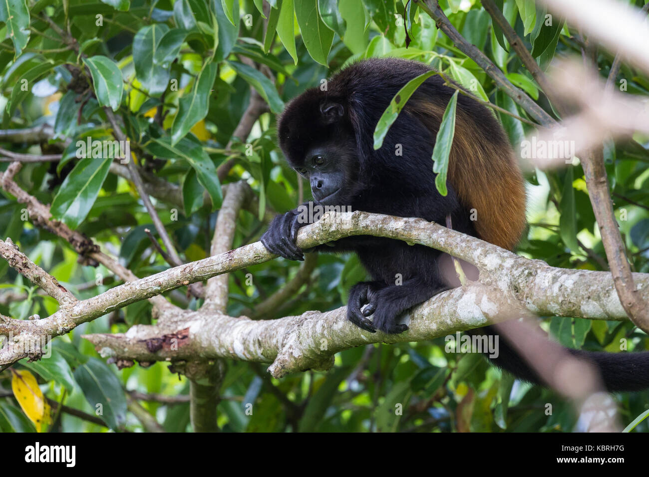 howler monkey up a tree in Guanacaste Costa Rica Stock Photo - Alamy