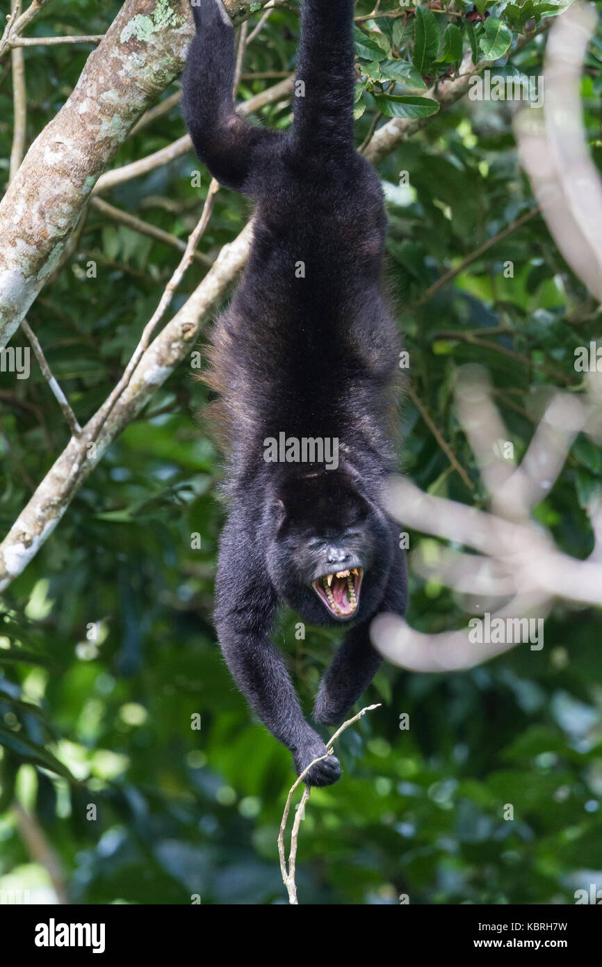 howler monkey hanging from his tail in Costa Rica Stock Photo - Alamy