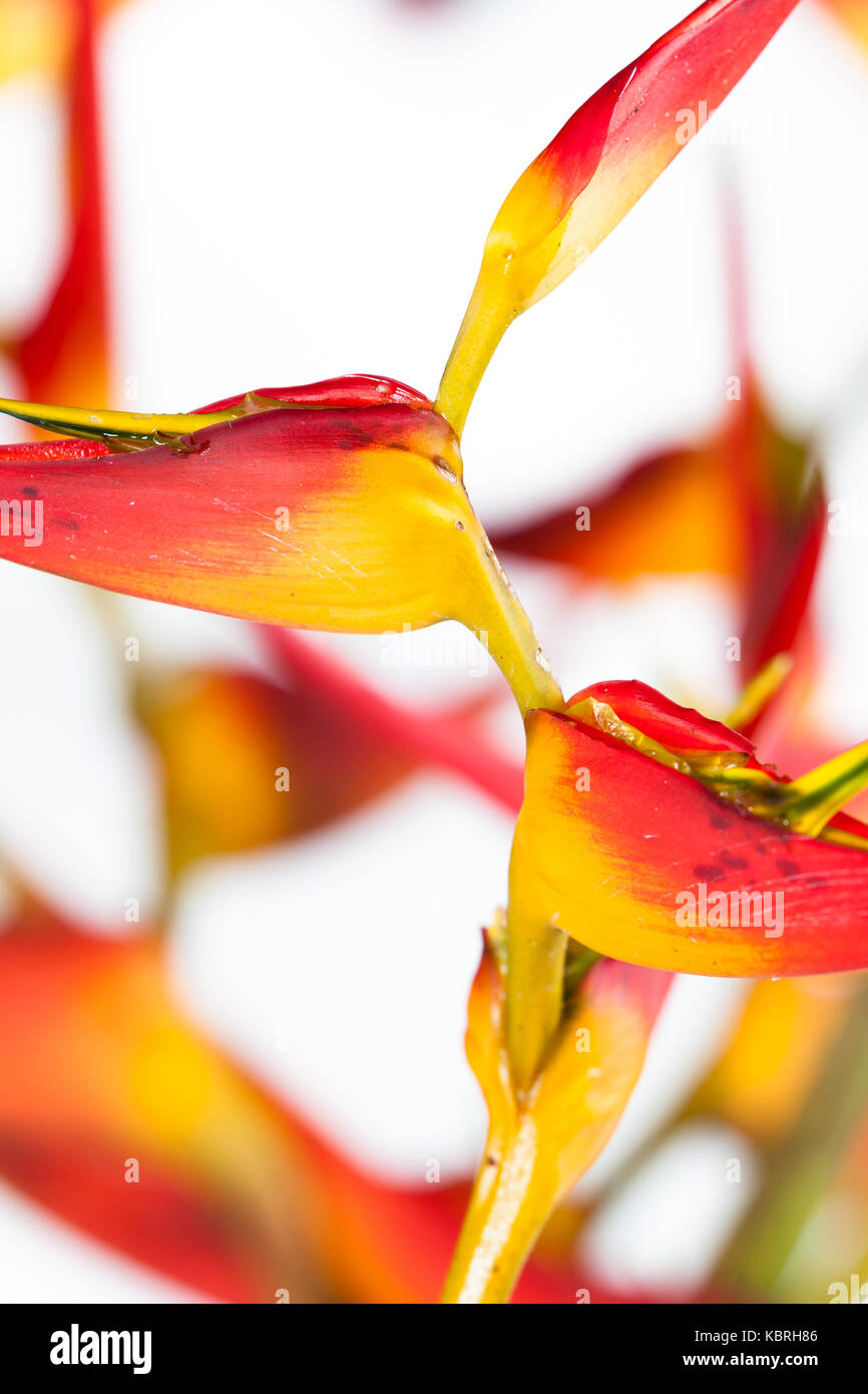 Colorful topical flower, heliconia close up picture with studio ...