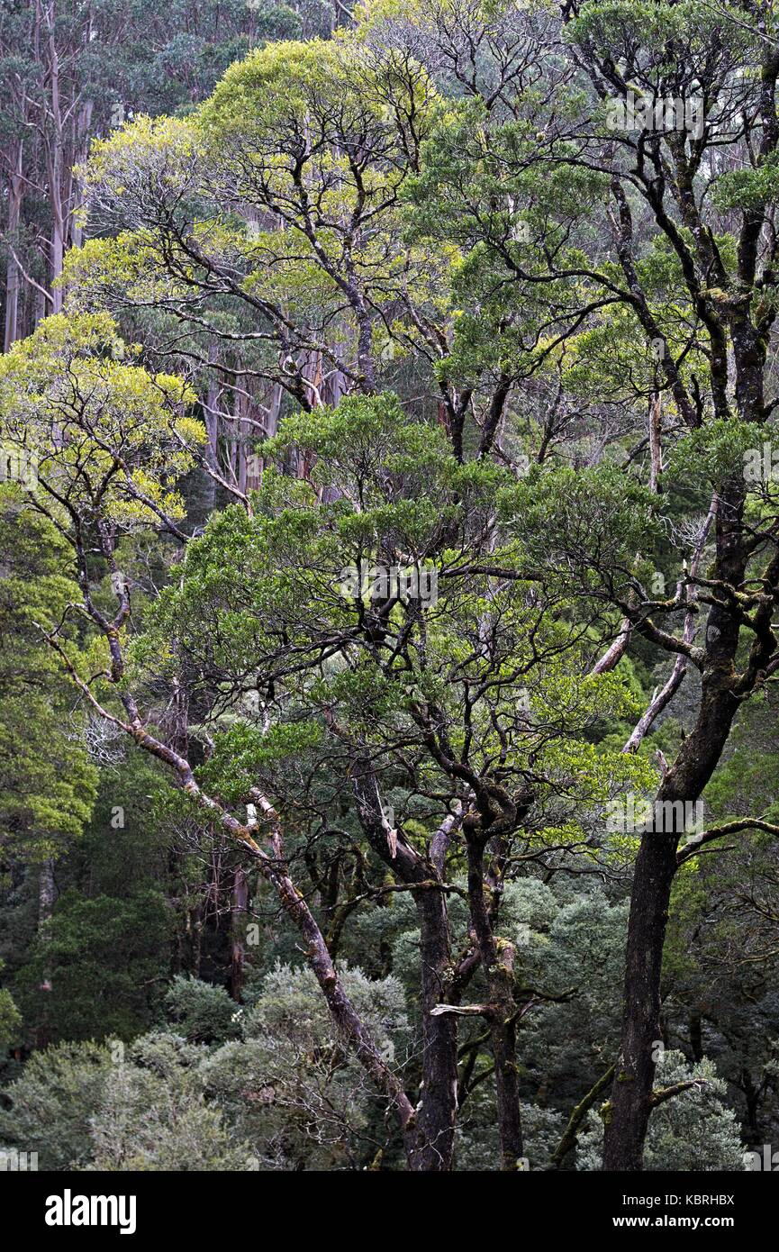 Rainforest tall tree hi-res stock photography and images - Alamy
