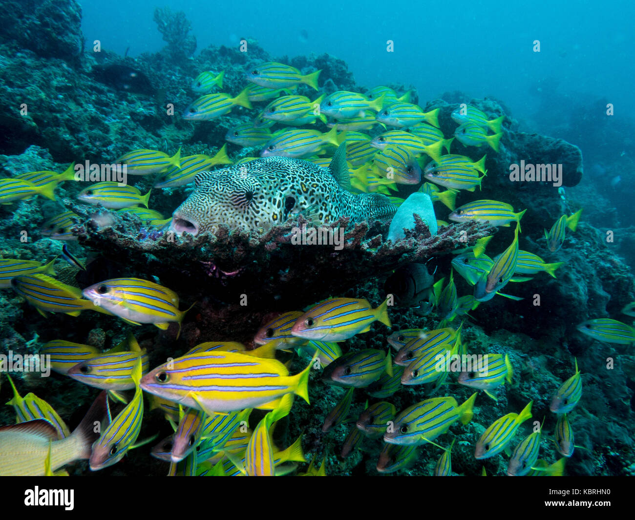 Pufferfish underwater hi-res stock photography and images - Alamy
