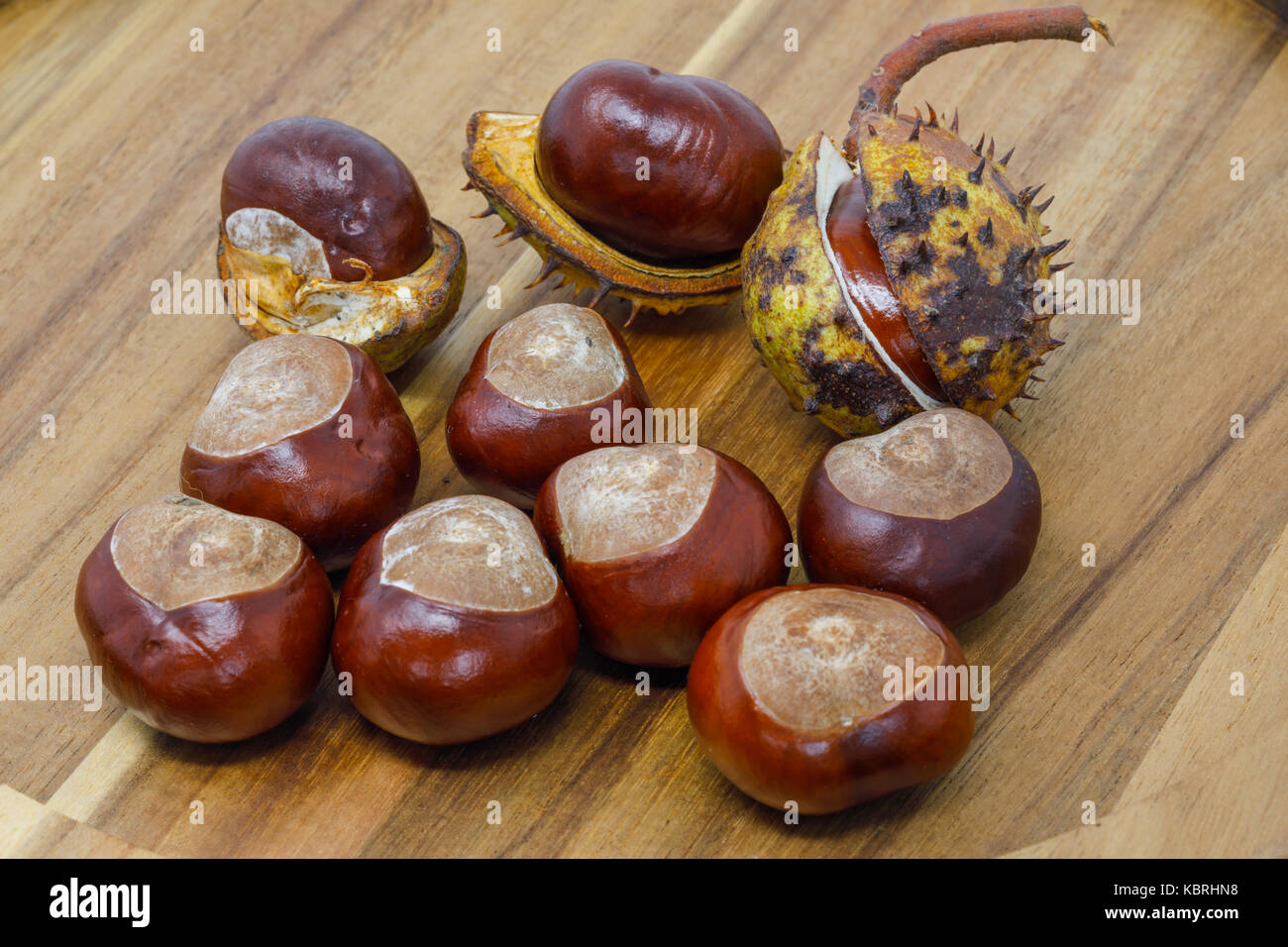 Conkers in shells hi-res stock photography and images - Alamy