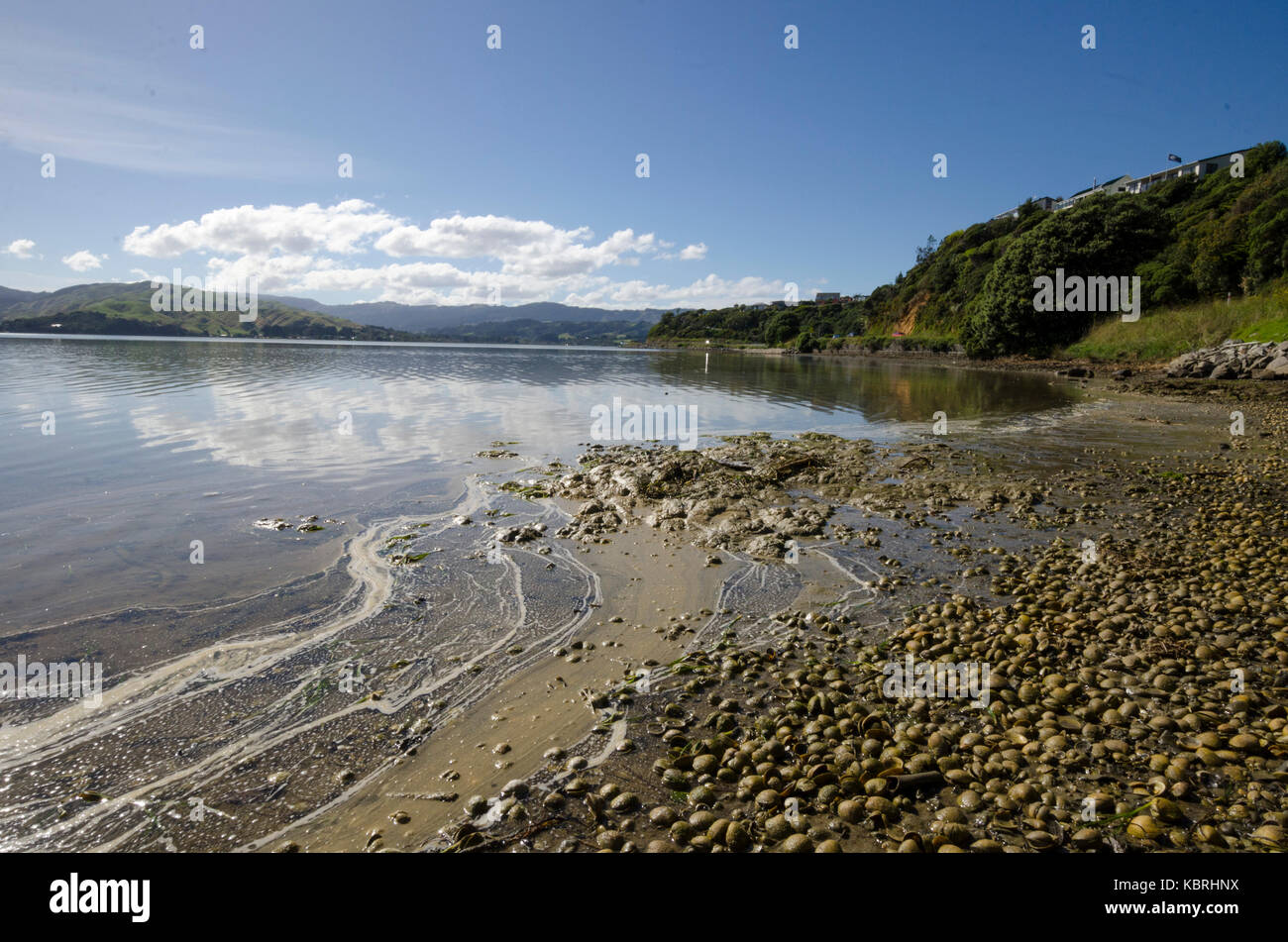 Stoney beach, Pauatahanui Inlet, Porirua, Wellington, New Zealand Stock ...