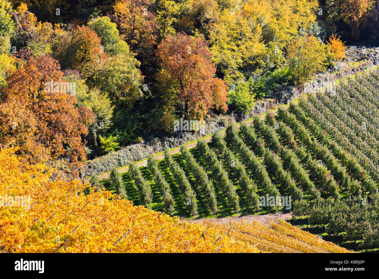 Zoom on vineyards, apple orchards and forests in autumn. Merano, Val ...