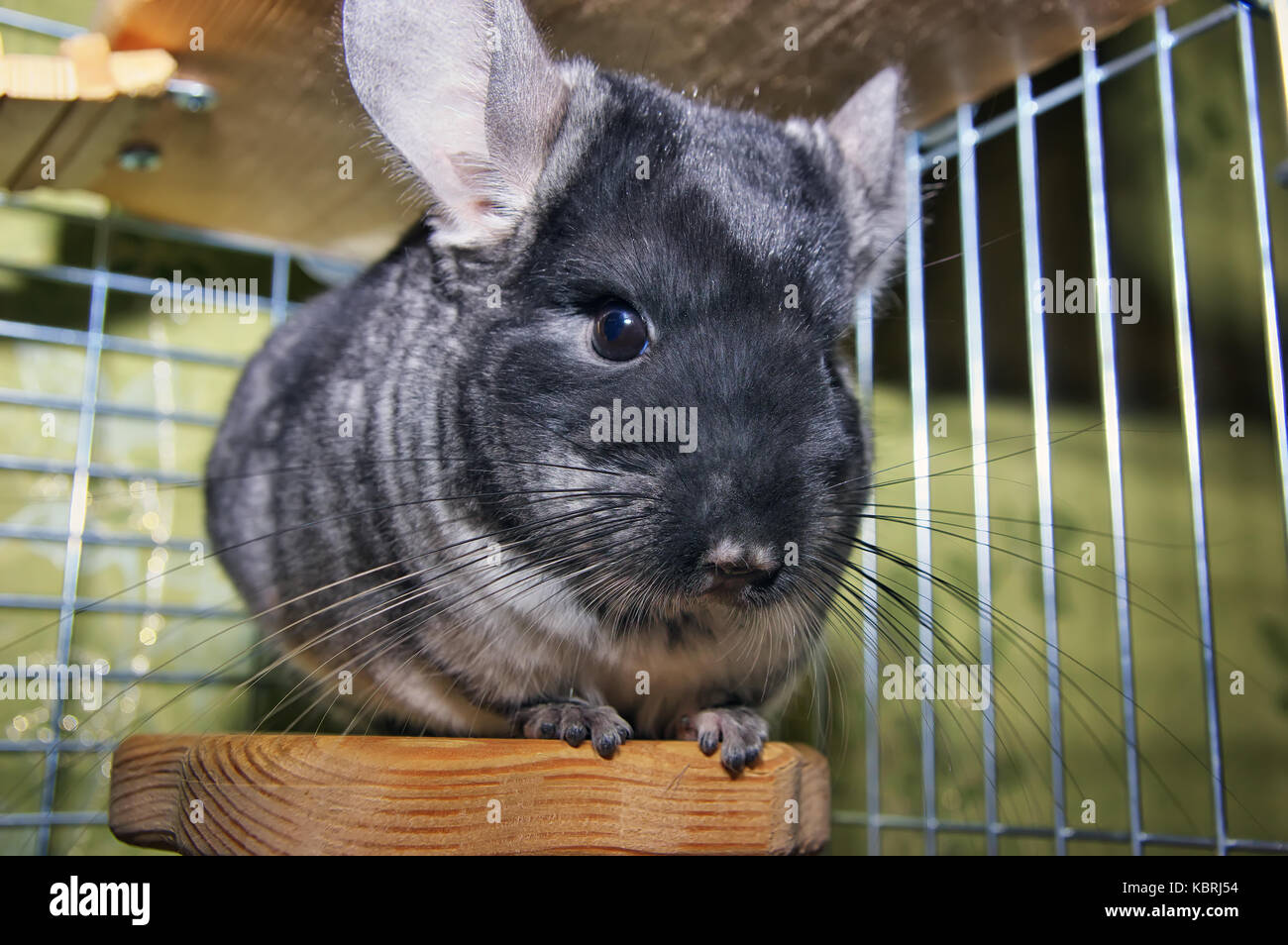 Chinchilla in a cage. Chinchilla at home. Chinchilla portrait Stock ...