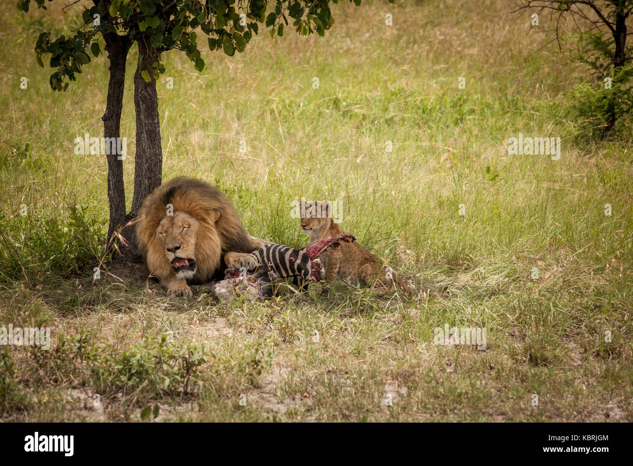 male lion and cub on a zebra kill in grass under tree Stock Photo - Alamy