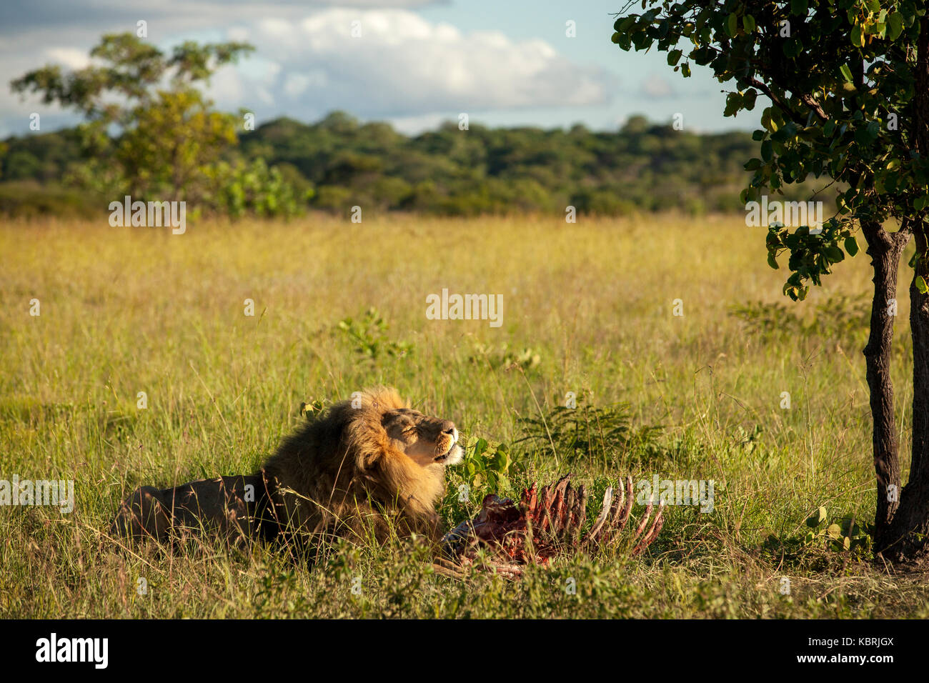 The lion and the antelope hi-res stock photography and images - Alamy