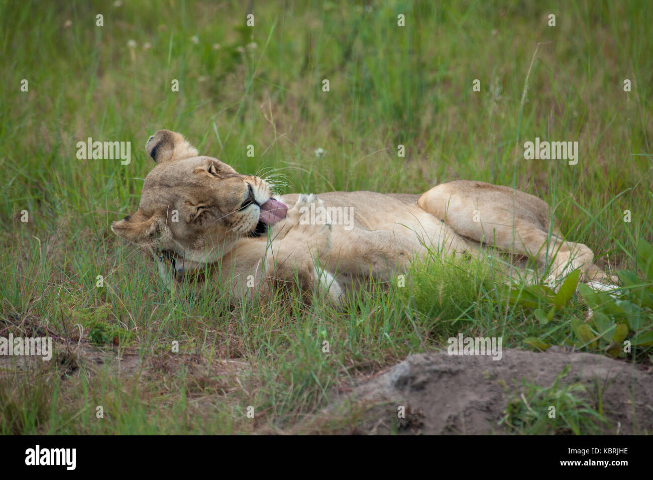 Lion lioness rest in acacia hi-res stock photography and images - Alamy