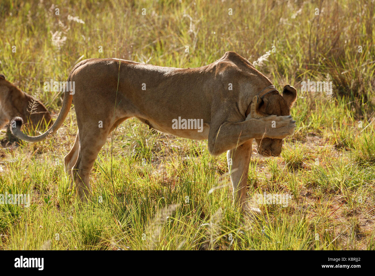 Washing up yawn cat hi-res stock photography and images - Alamy