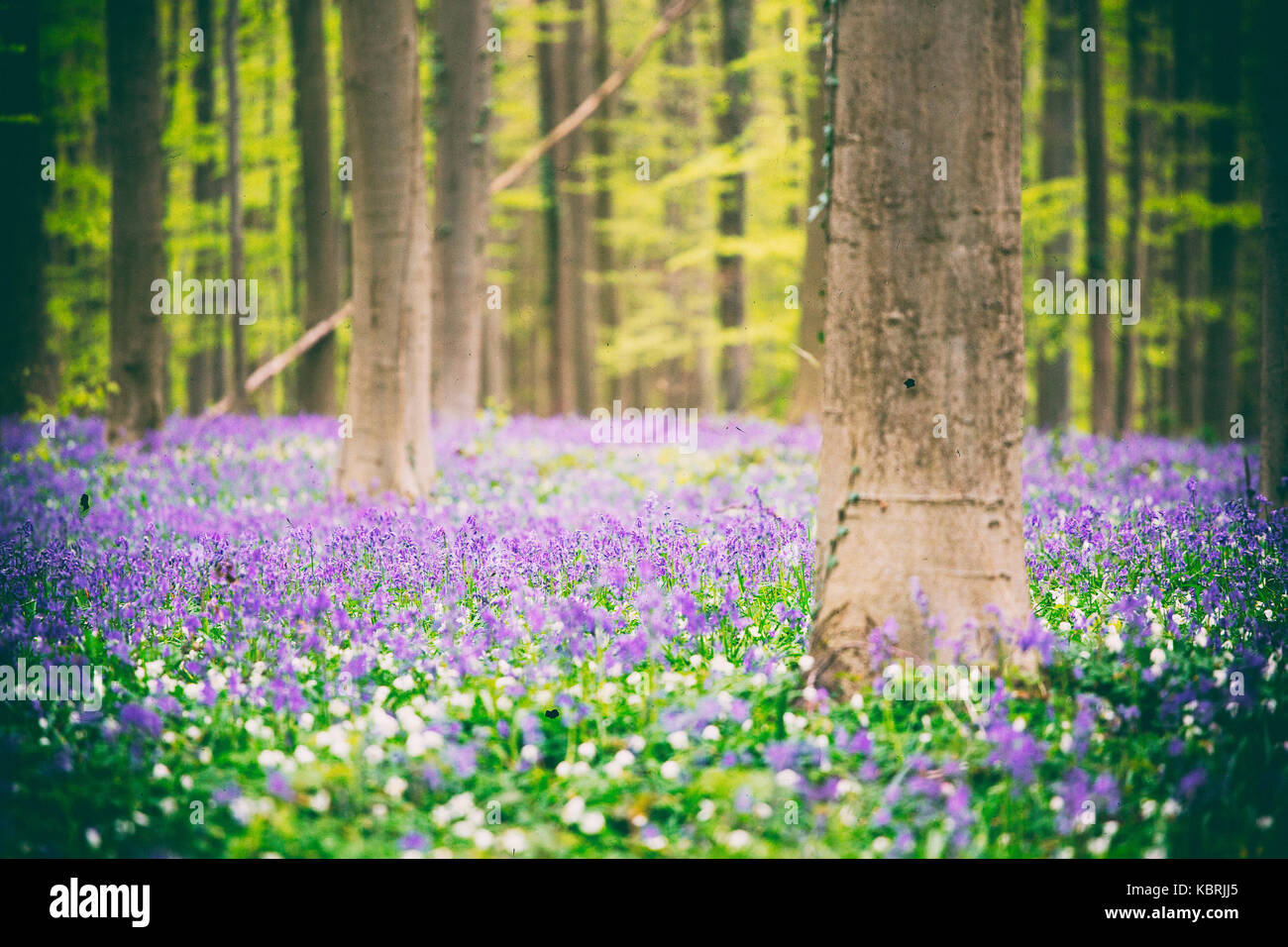 Hallerbos, beech forest in Belgium full of blue bells flowers Stock ...