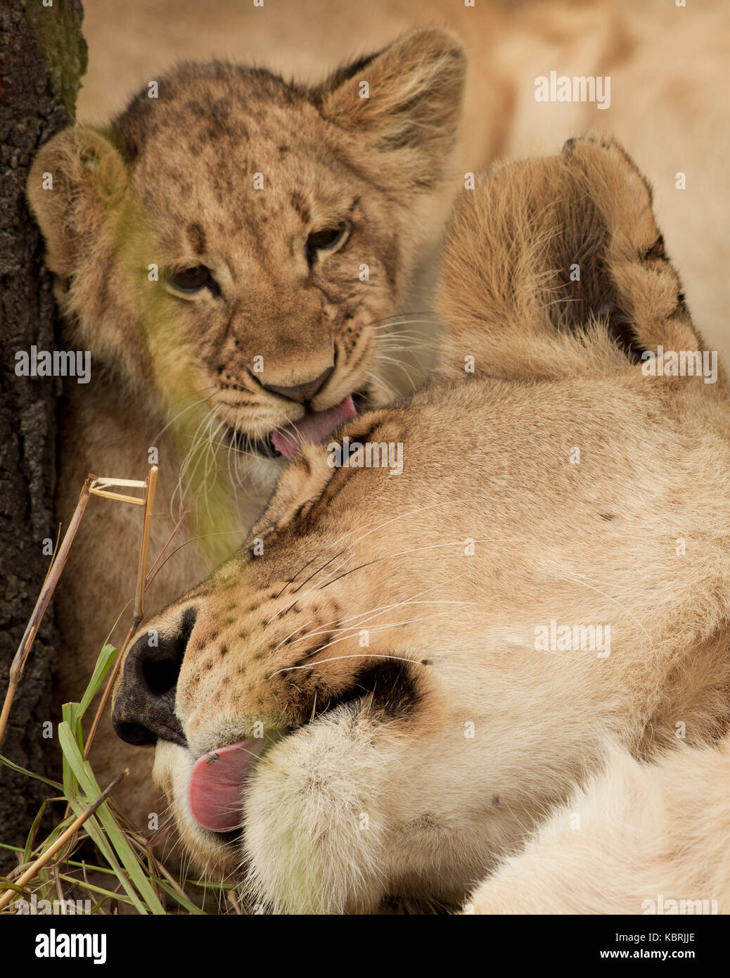 Lions cubs sleeping playing adults Alpha males Stock Photo - Alamy